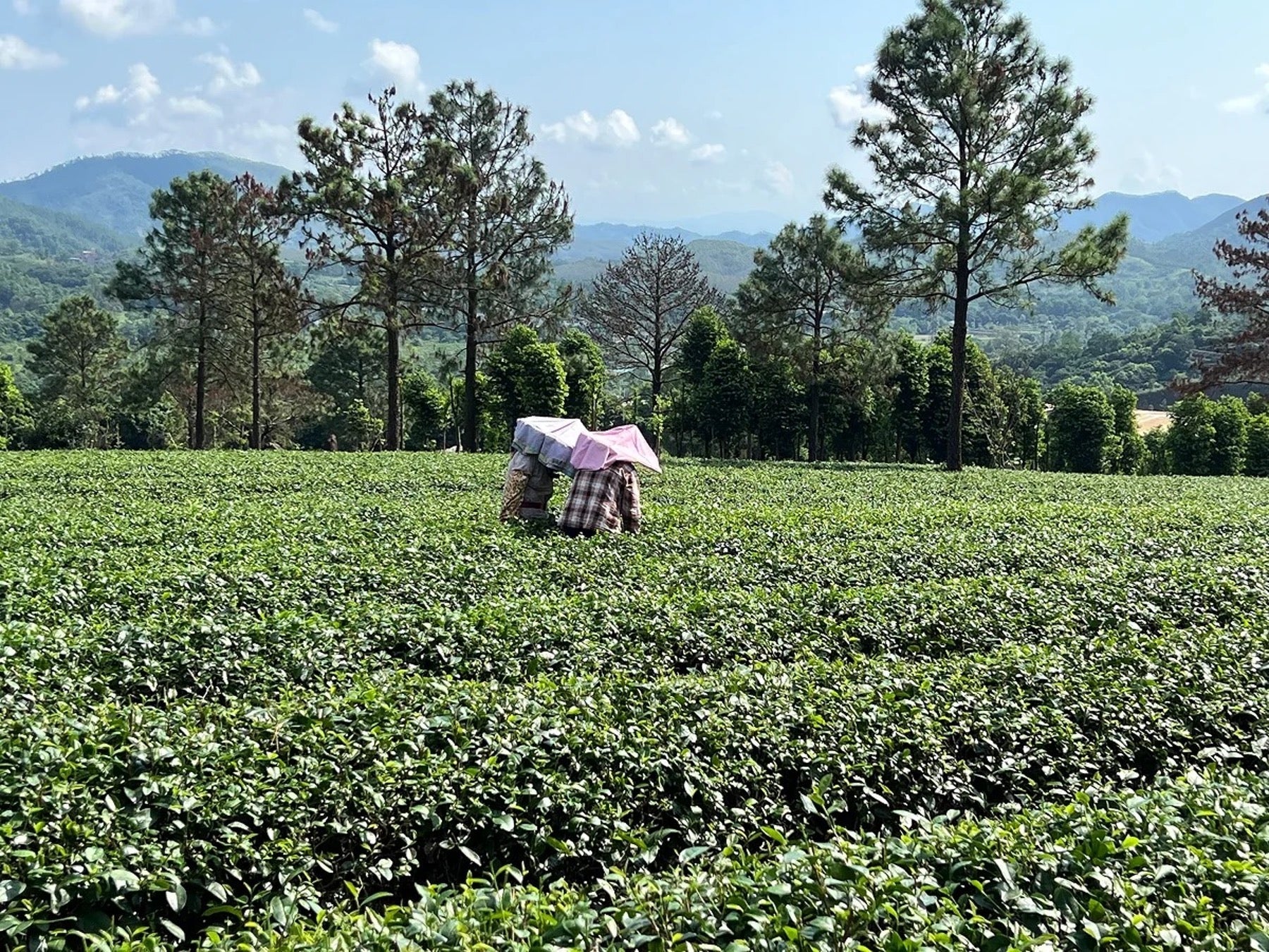 Global Tea Culture: How a Simple Brew Shapes Lives Worldwide – Japanese ...